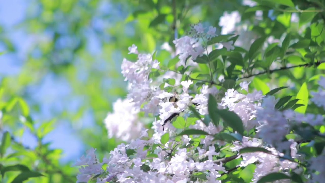 Nature Scenery Video in HD - YouTube