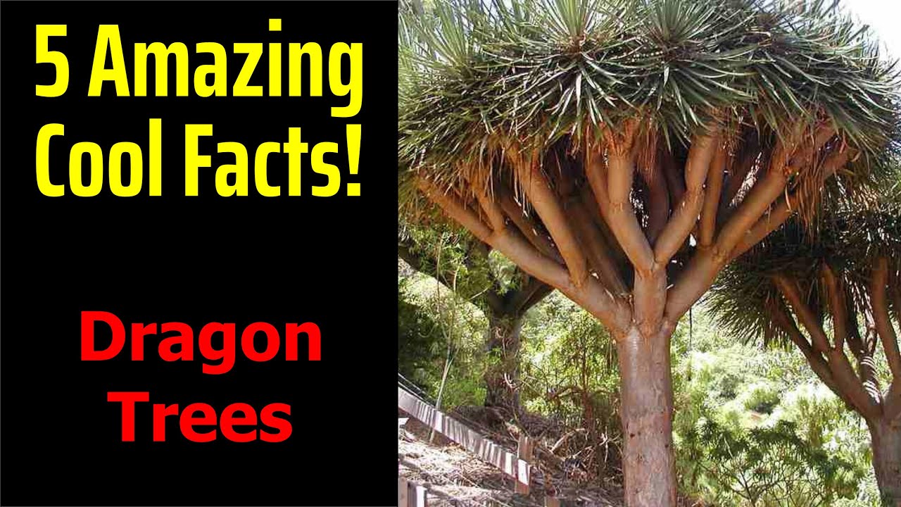 5 Fascinating Facts About Dragon Trees - YouTube