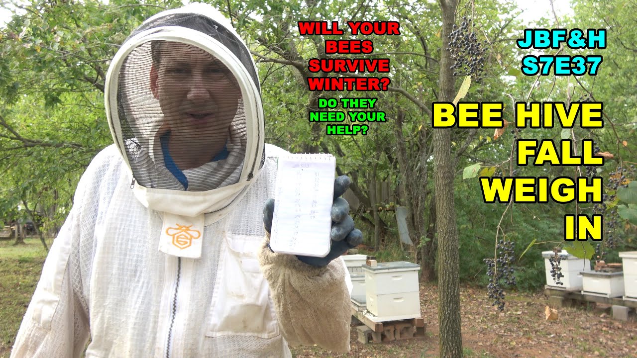 Bee Hive Fall Weight Check S7E37 #beekeeping - YouTube