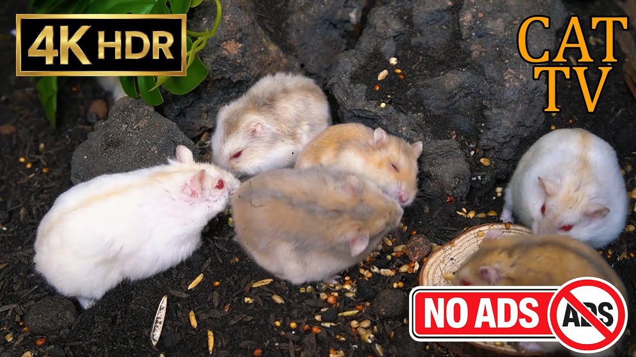 [NO ADS, NO AI] CAT TV 😺 Super Hamster Mega Colony: The Ultimate Garden ...