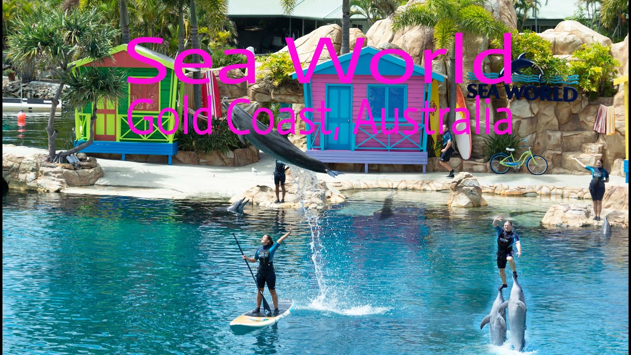 Dolphin Show - Sea World, Gold Coast, Australia - YouTube