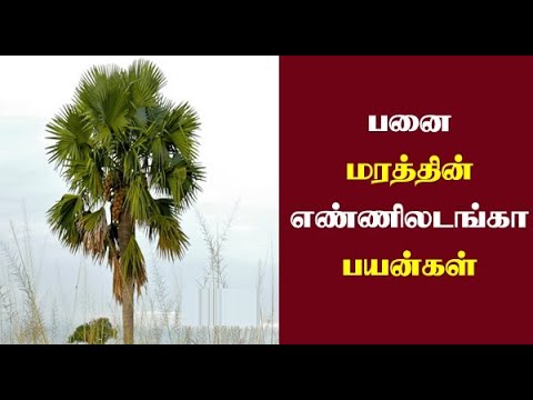 Panai Maram | பனை மரம் | Panai maram valarpu in Tamil | Panai Maram ...