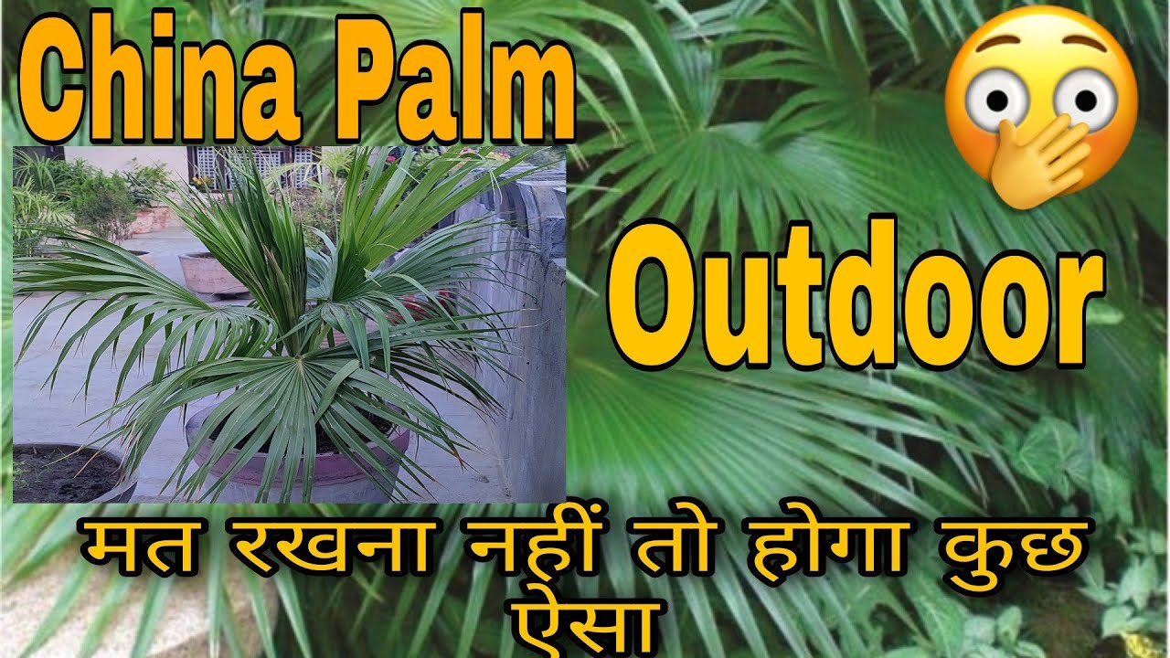 China Palm plant | china palm propagation | china palm plant care ...