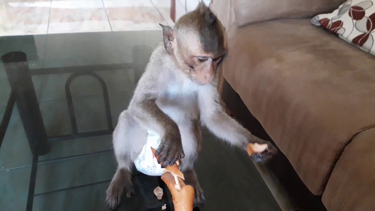 Monkey John eating sausage - YouTube