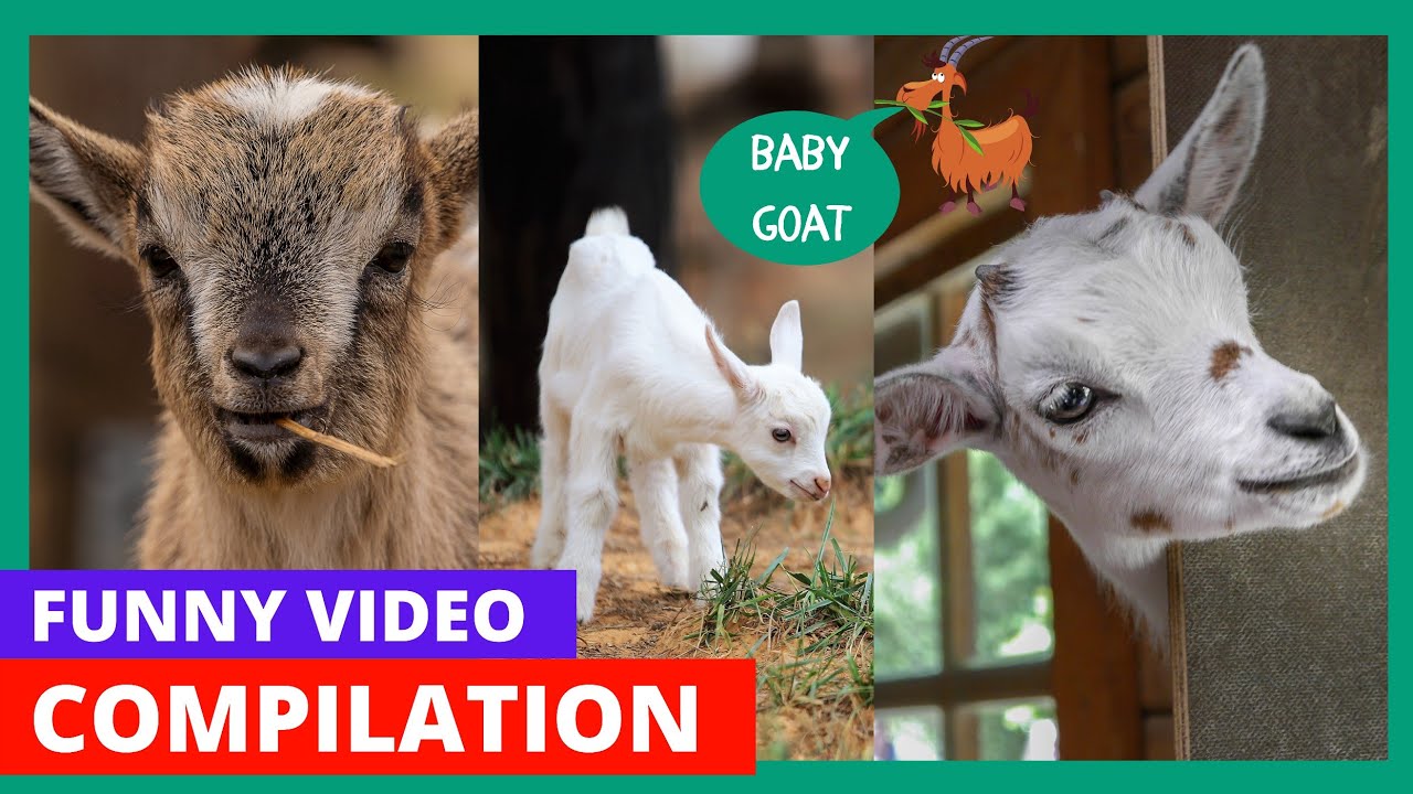 Cutest baby goat videos compilation cute moment of the baby goat ...
