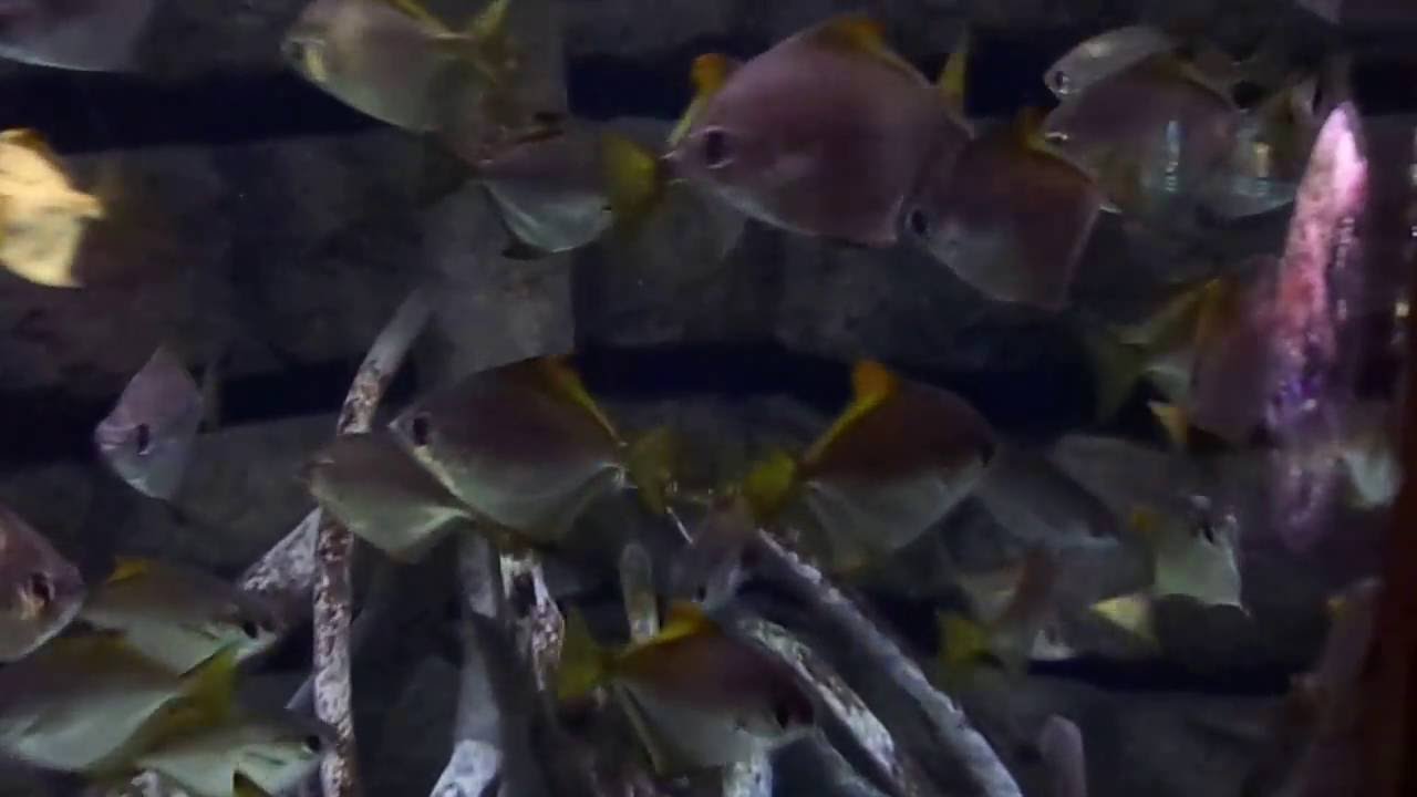 Big Mono Fish Tank, Monodactylis Argenteus - YouTube