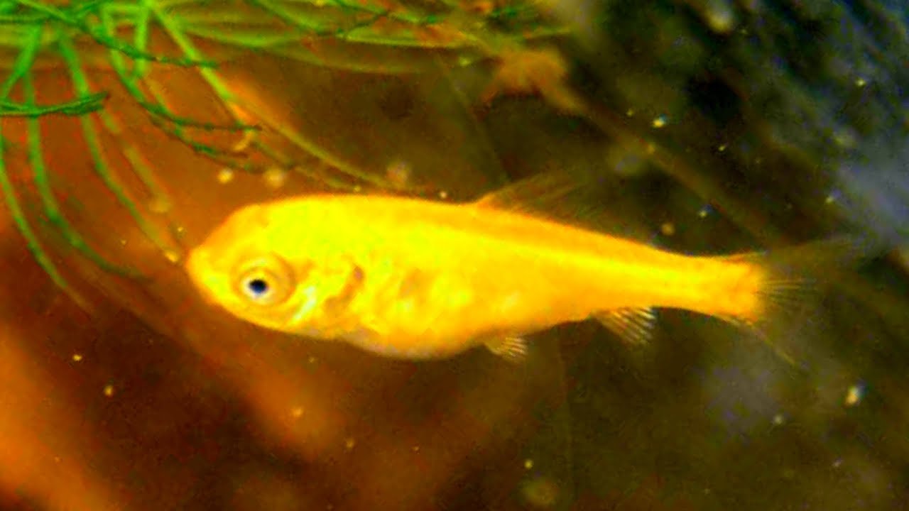 1 week old kujaku Koi fry added to Koi pond! #koi #koifry - YouTube