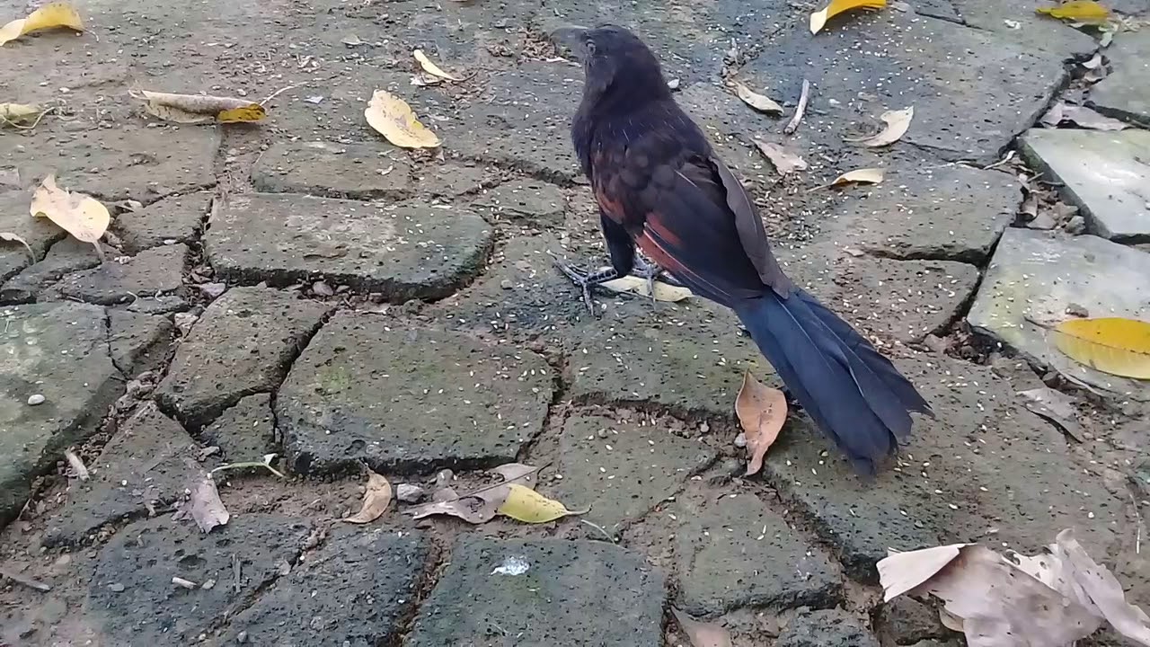 Burung bubut jawa jinak,, makan d tangan //hand feeding bird - YouTube