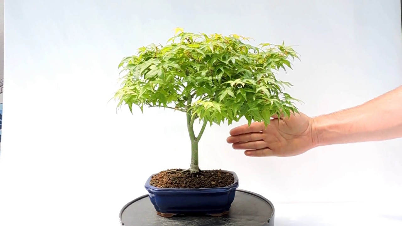 Vídeo 360º Bonsai Acer P. Little Princess ref.ACP48lp - YouTube