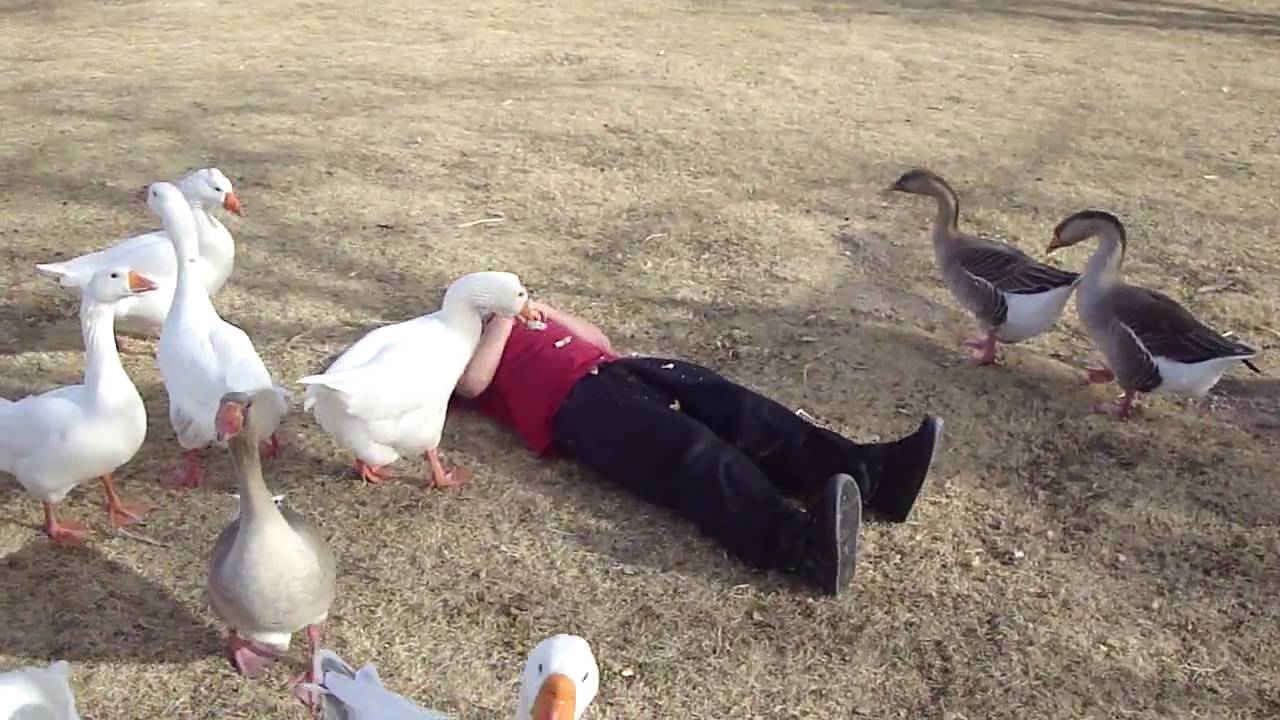 Geese Attack Son and More !!! .MP4 - YouTube