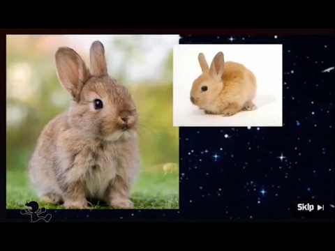 bunni bunni ad, but it's bossa nova