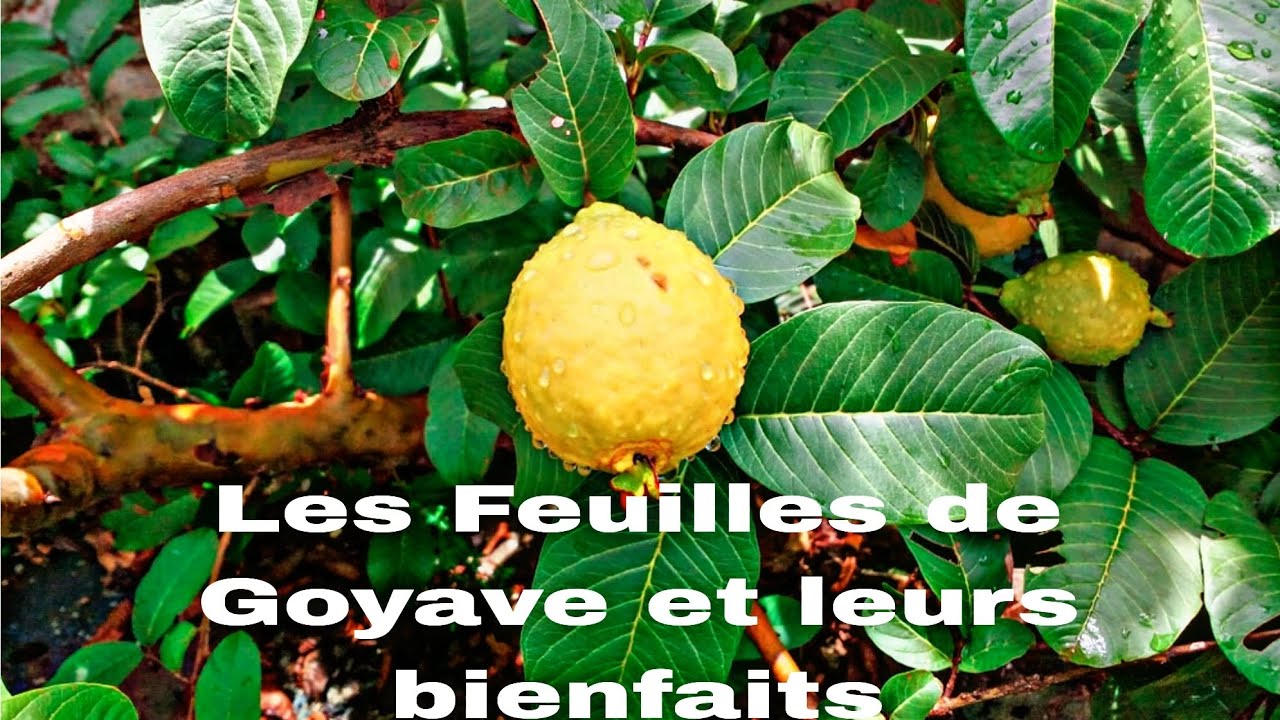 " Exploration Gustative : Découvrez les Bienfaits et saveurs des ...