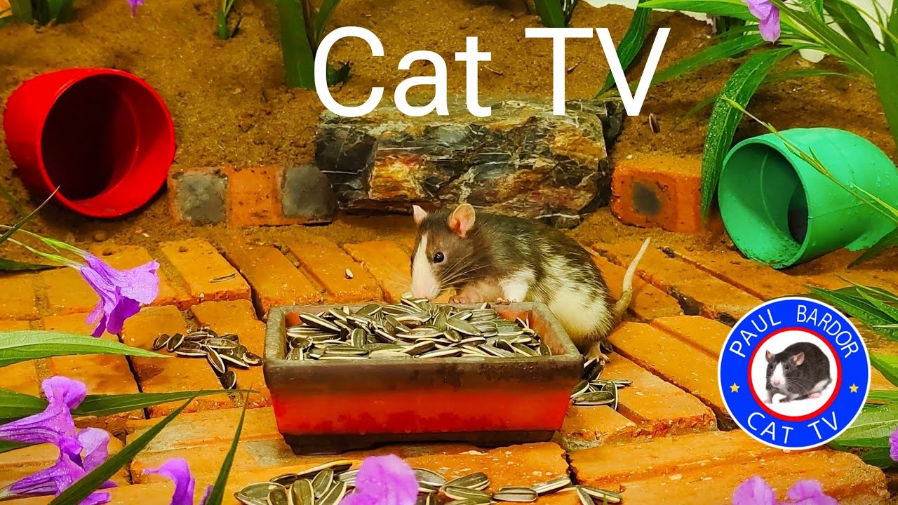 Cat TV for Cats to Watch | Mouse Family Live Happily With Romantic Jazz ...