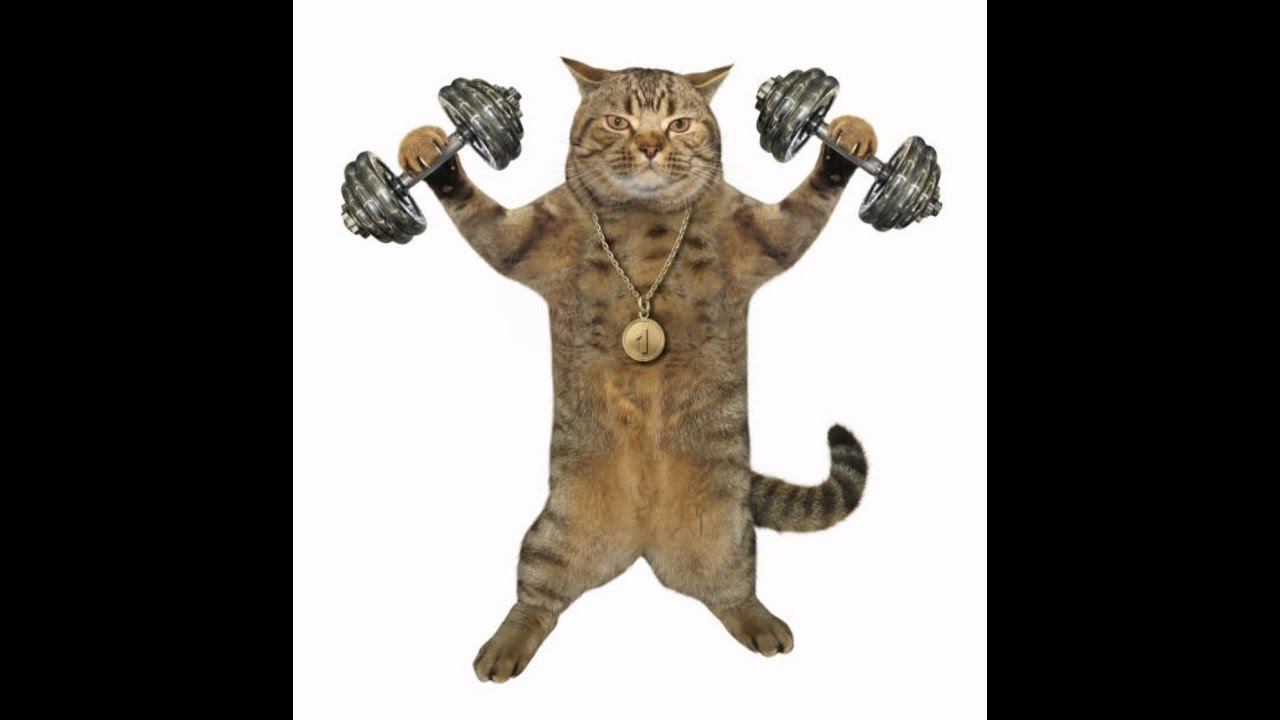 Cat doing sit up at gym | cat in gym | - YouTube