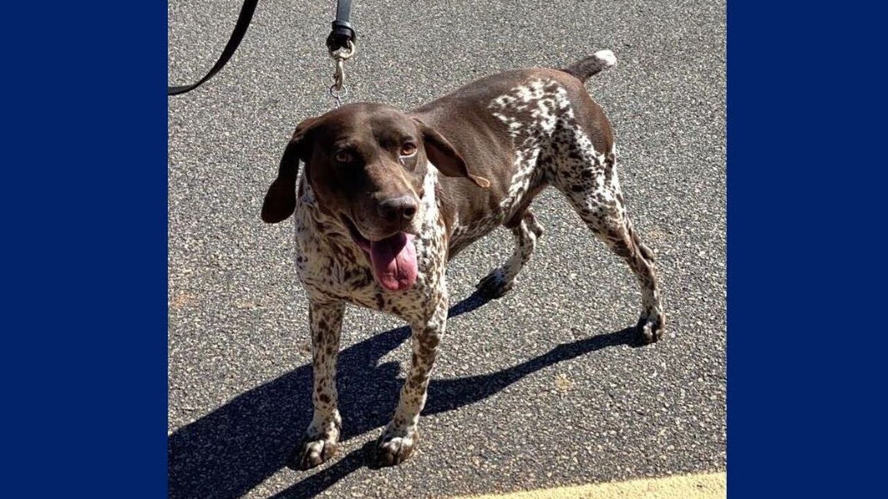 Atlanta police K9 found safe after running off - YouTube