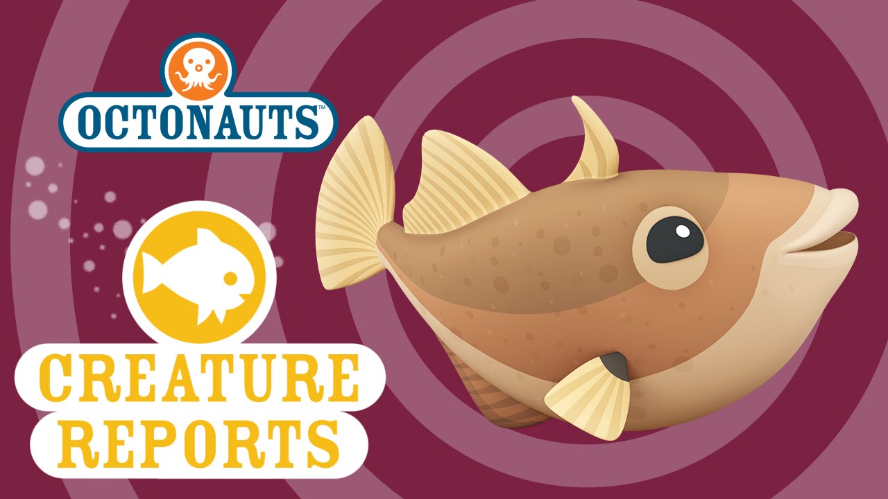 Octonauts: Creature Reports - Triggerfish - YouTube