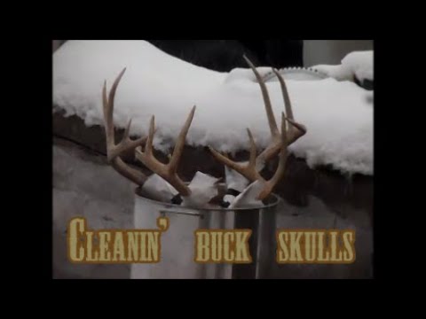 Cleaning buck skulls - YouTube