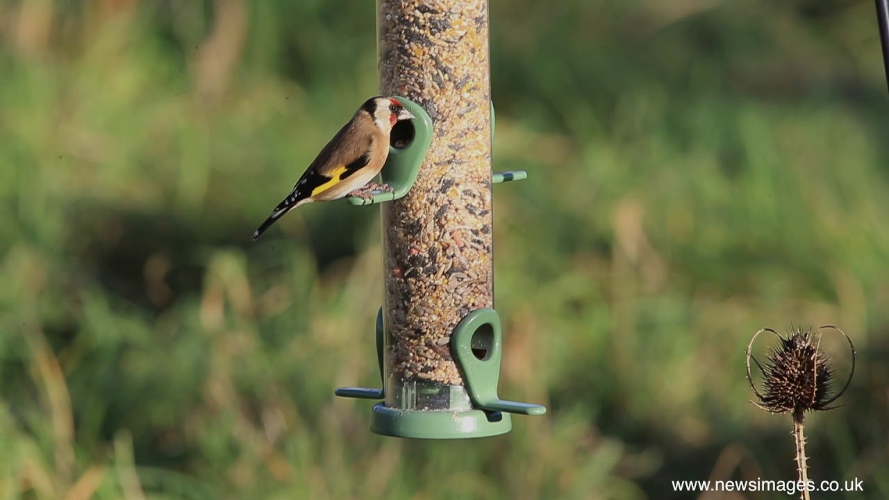 RSPB Old Moor gold finch and a squirrel - YouTube