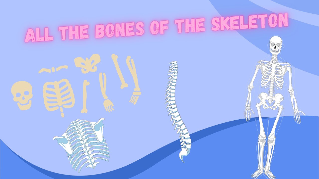 Bones of the Human Body By Adam - YouTube