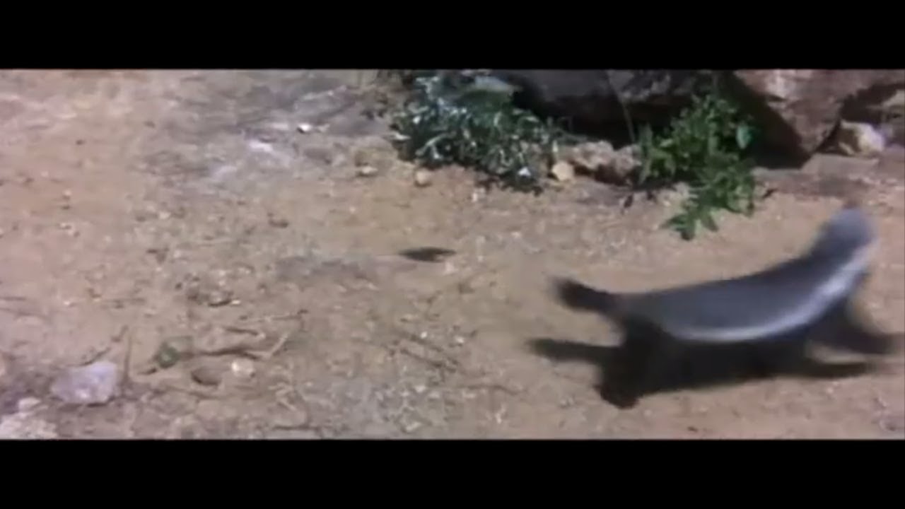 Honey Badger & Honeyguide Bird - YouTube