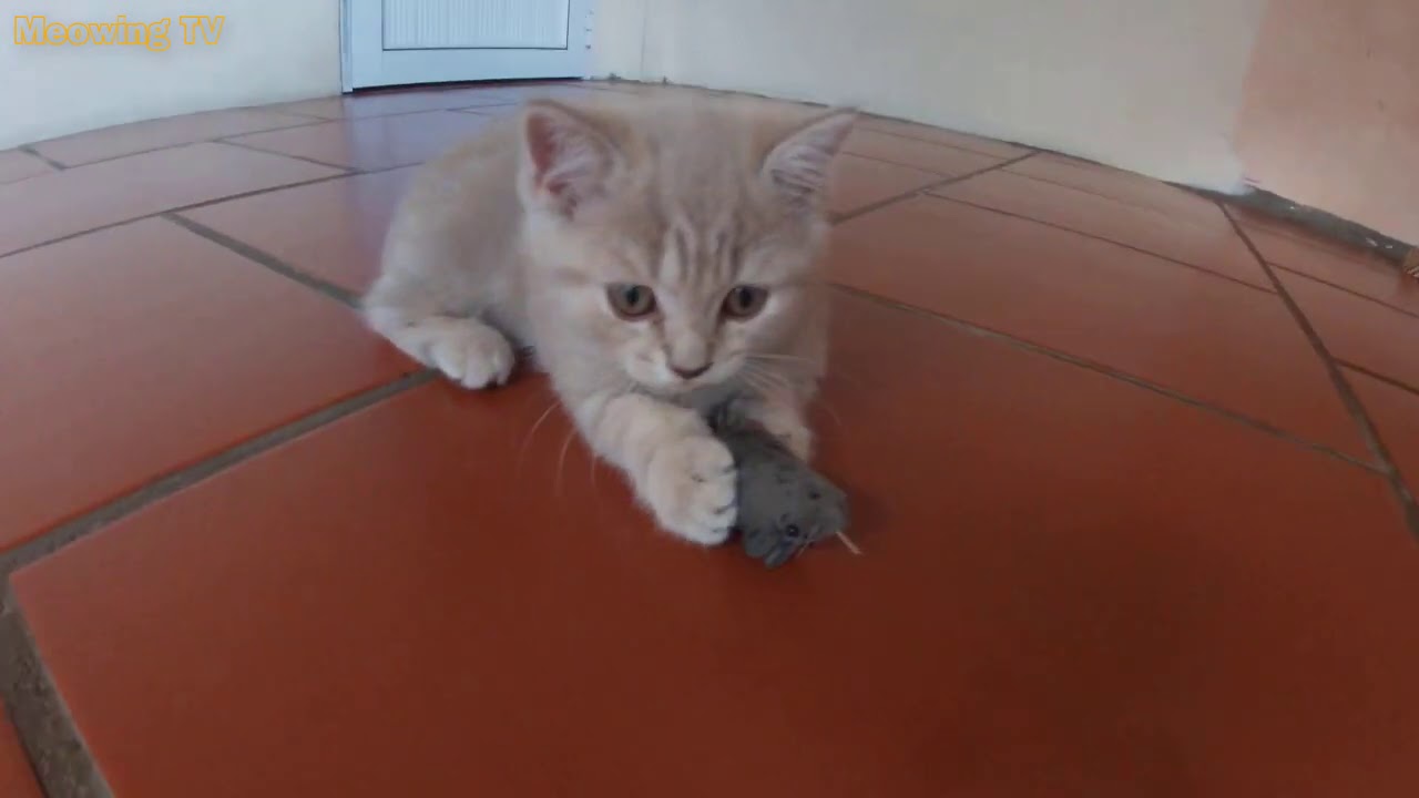Munchkin kittens practice mouse hunting skills - YouTube
