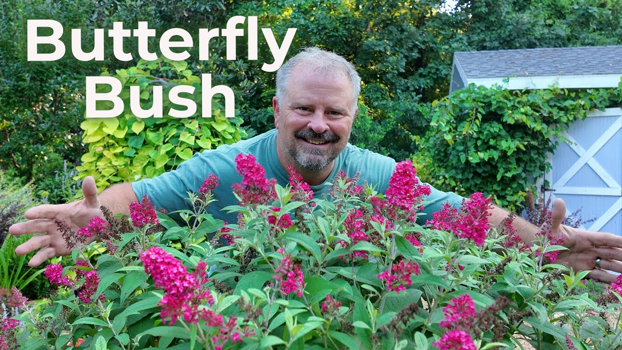 Growing Better Butterfly Bushes: Varieties We Love & How We Maintain ...