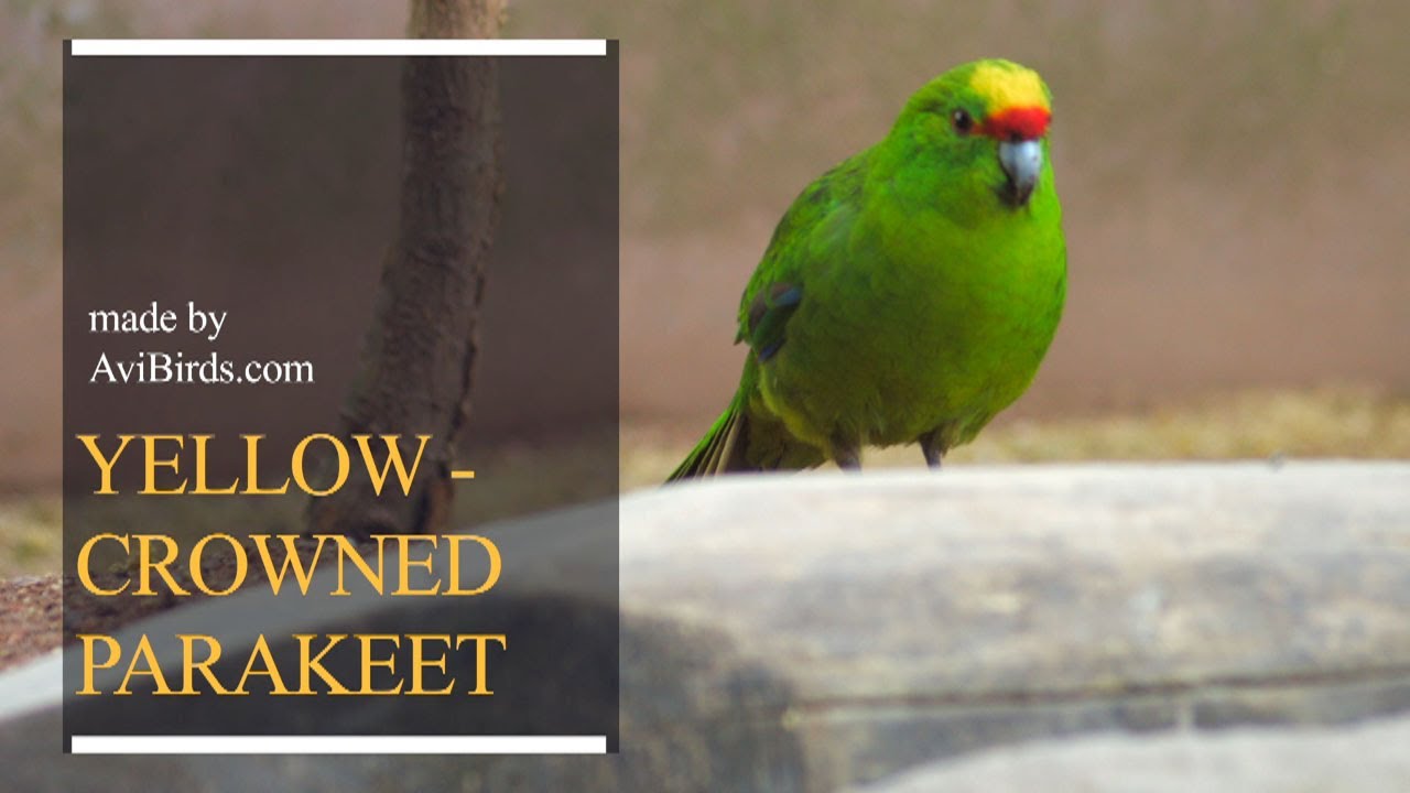 Yellow-Crowned Parakeet [Cyanoramphus Auriceps] - YouTube