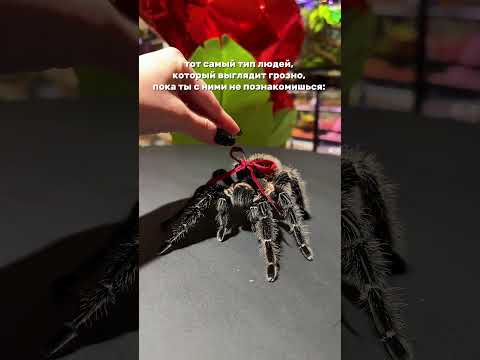 🫵🏻🥺 #паук #птицеед #рептилии #животные #экзотика #animals