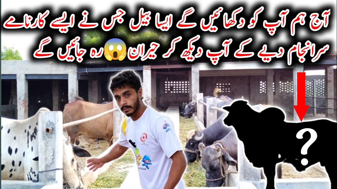 Is Video Main Hum Apko Dikhayen Gay Anokha Bail|Jis Ny Apny Malikan Ka ...