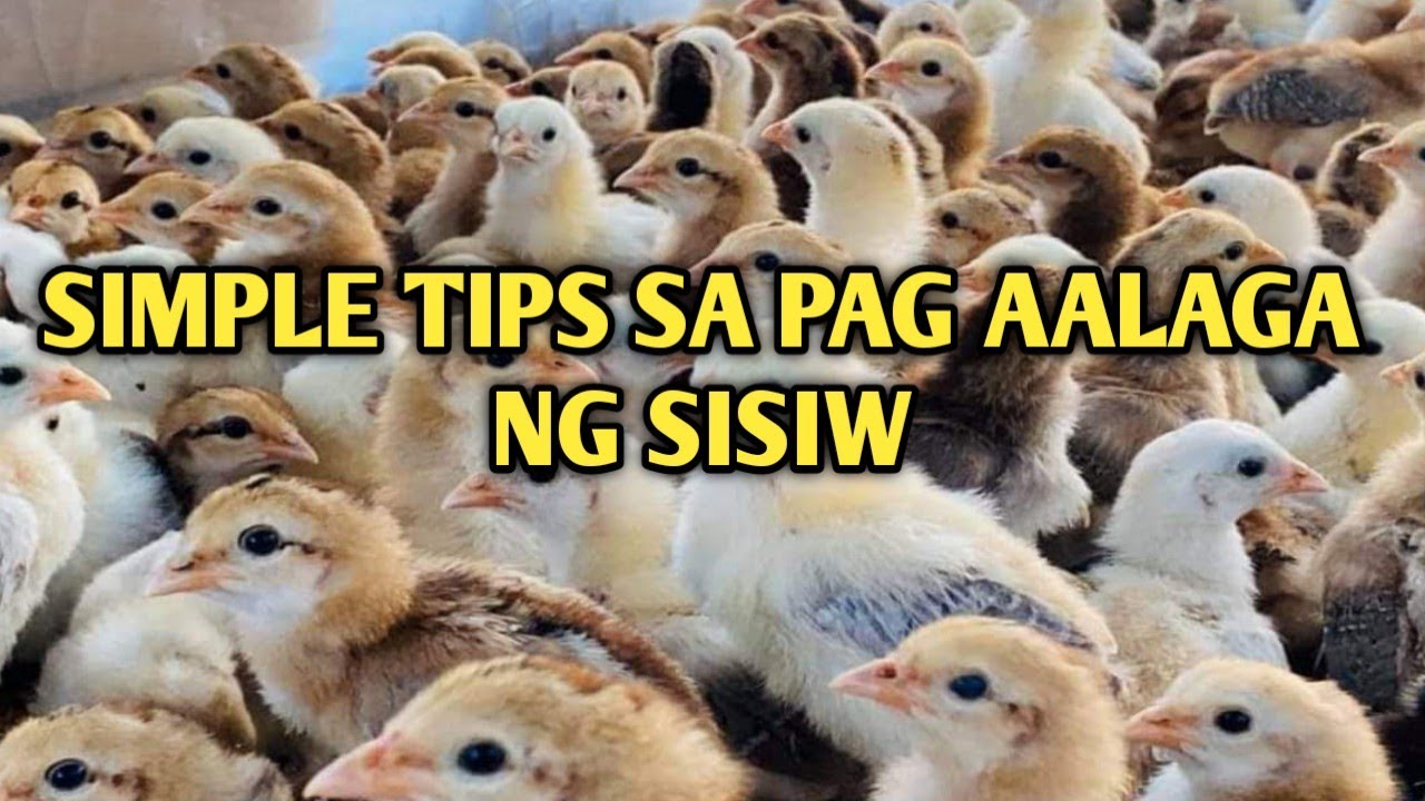 Simple tips sa pag aalaga ng sisiw - YouTube
