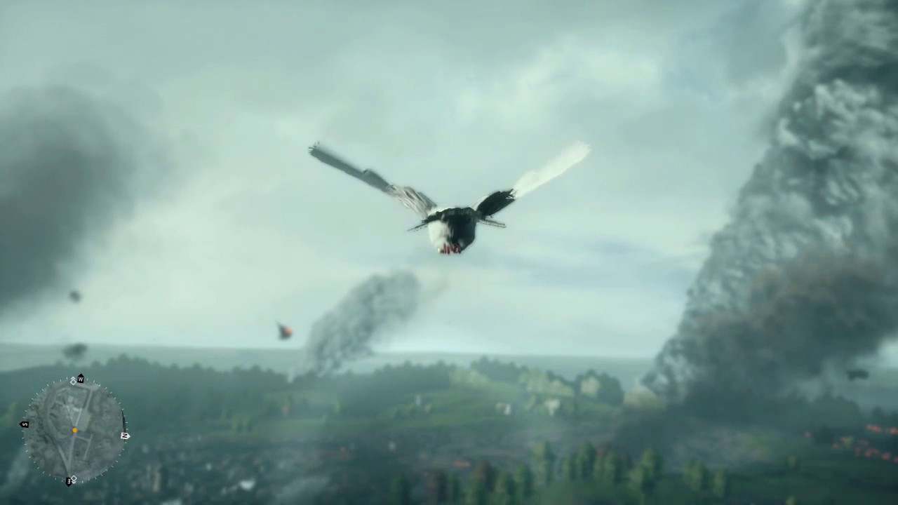 Beautiful Pigeon Scene - YouTube