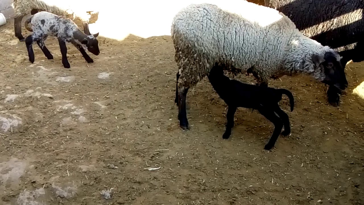 CRIA Y ENGORDA DE BORREGOS CRIOLLOS (OVINOCULTURA) - YouTube
