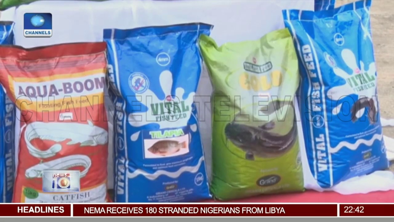Grand Cereals Launches Modern Fish Feed In Anambra - YouTube