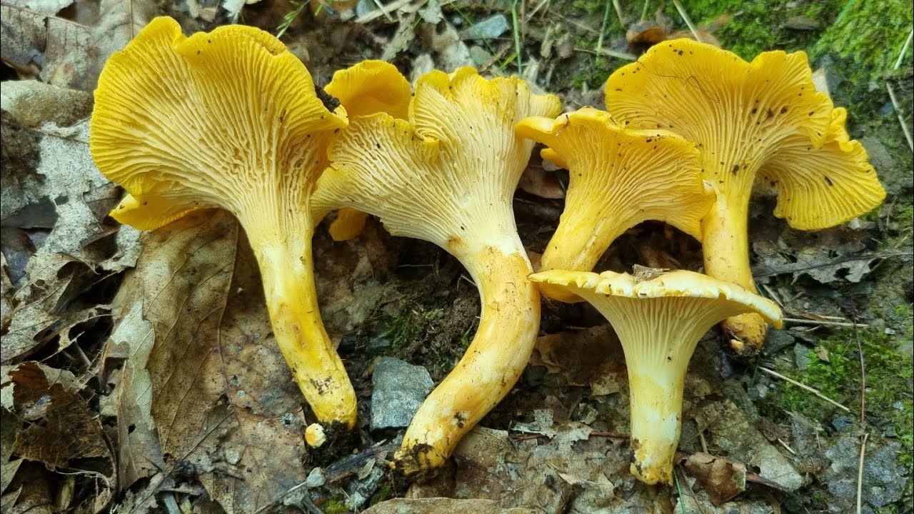 Girolle 2023 ! Les belles Girolles du 14/06/23 🥰 - YouTube