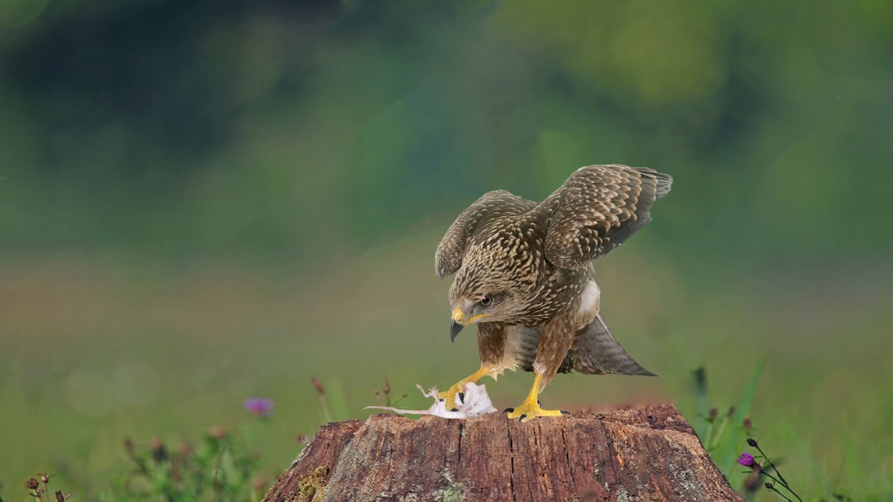 Hawk hunting mouse - YouTube