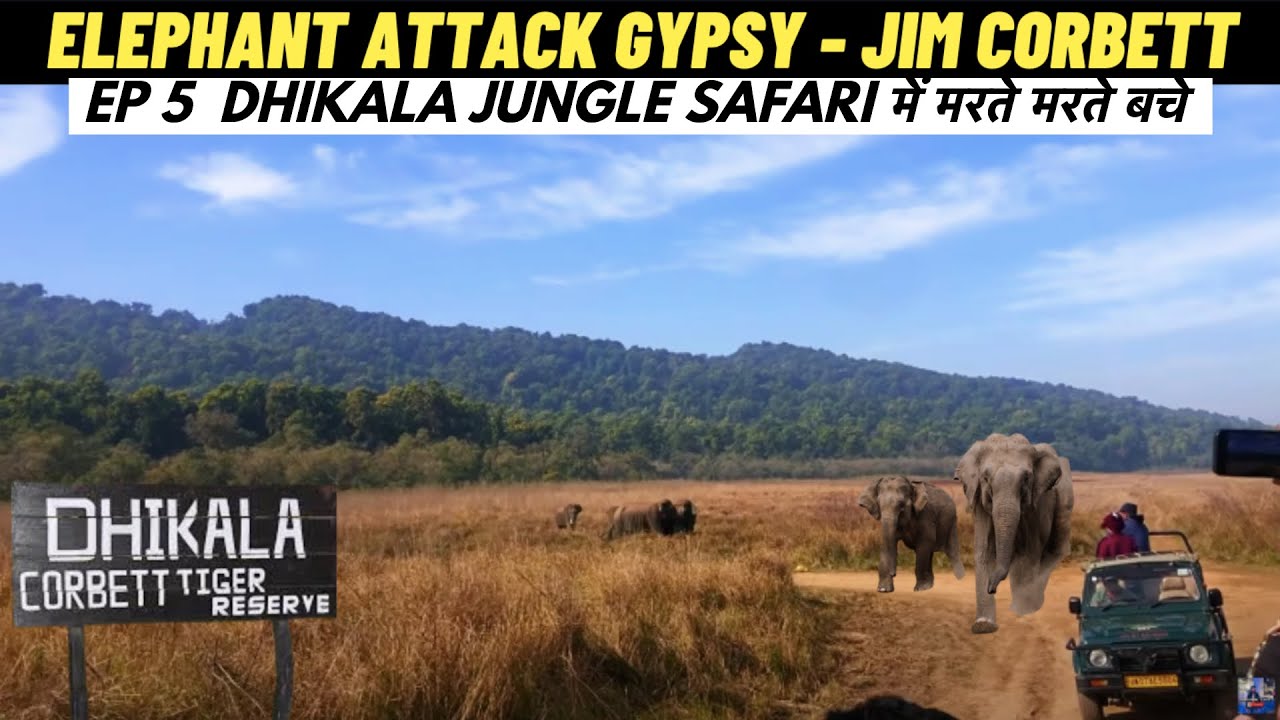 Jim Corbett National Park - Dhikala Zone Safari में Gypsy पर हाथियों का ...