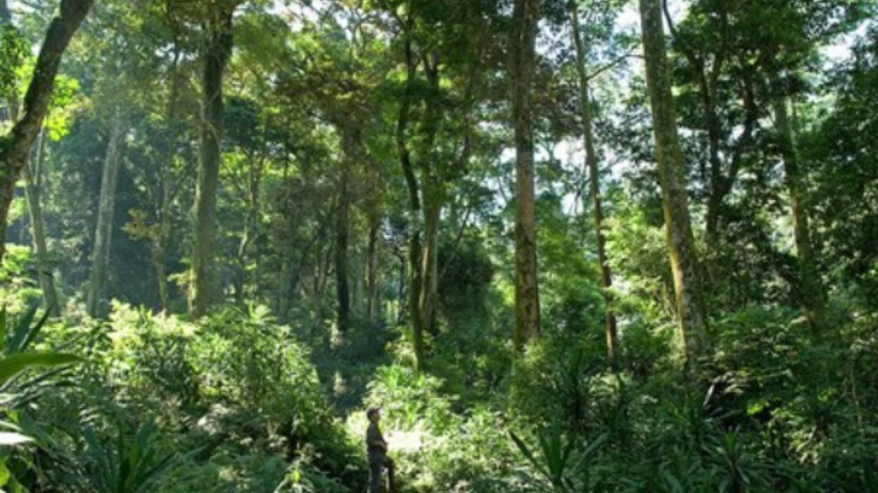 Rainforest found in African Volcano - YouTube