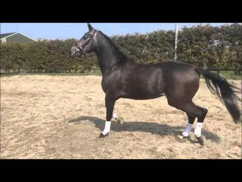 Gribraldi  Junior STV X Nourejev