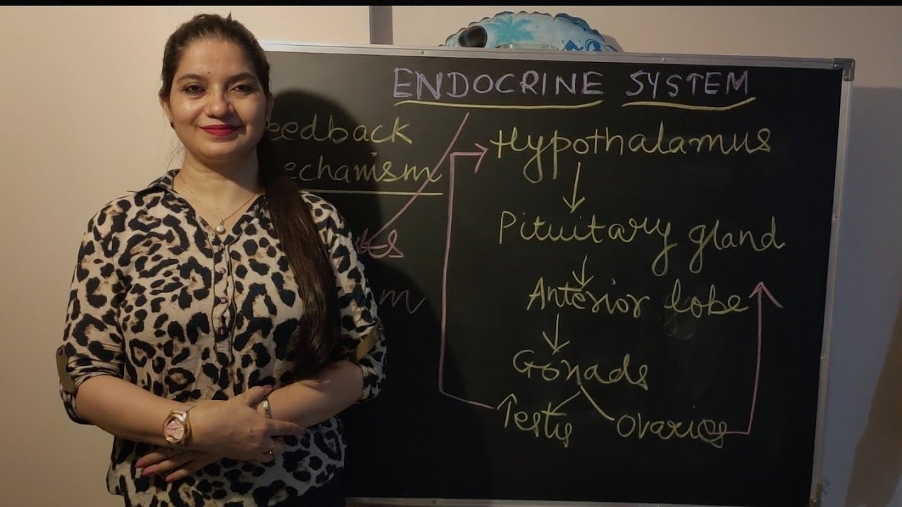 Endocrine System/ English Version / Hormonal coordination/ICSE/CBSE ...