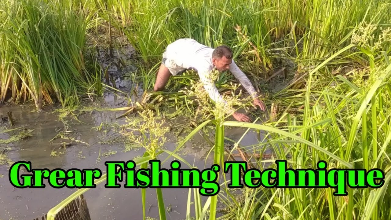 Amazing Hand Fishing Traditional Boy Big Fishing by Hand in the pond ...