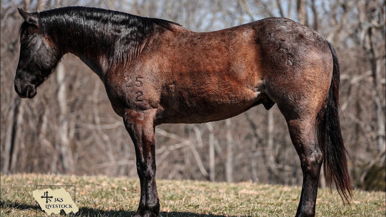 PR Bucks Blue Drift. 2017 model AQHA Gelding. Selling exclusively on ...