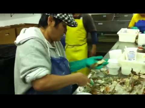 Picking Fresh Crabmeat - YouTube