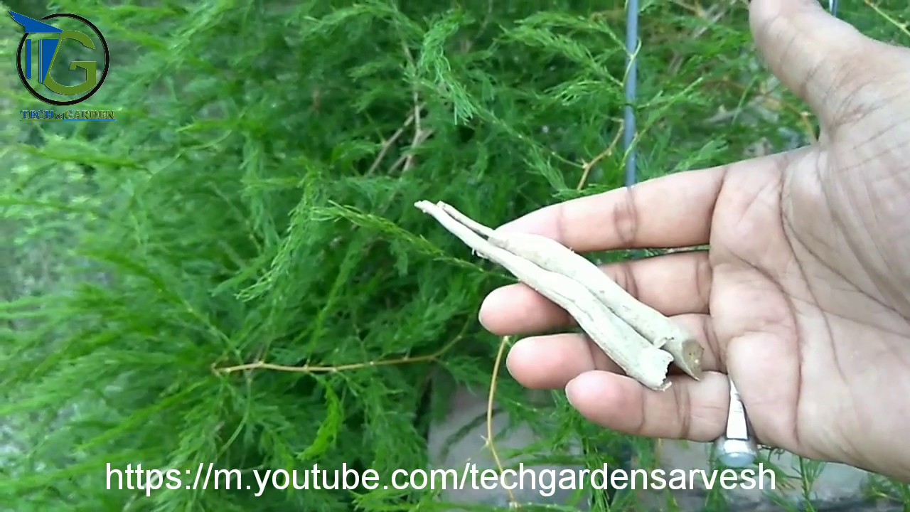 how to grow & Care satavr & health benefits ( shatavari, or shatamull ...