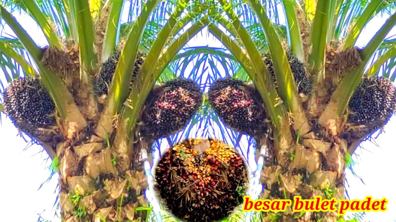 panen sawit buah bulet besar padet - YouTube