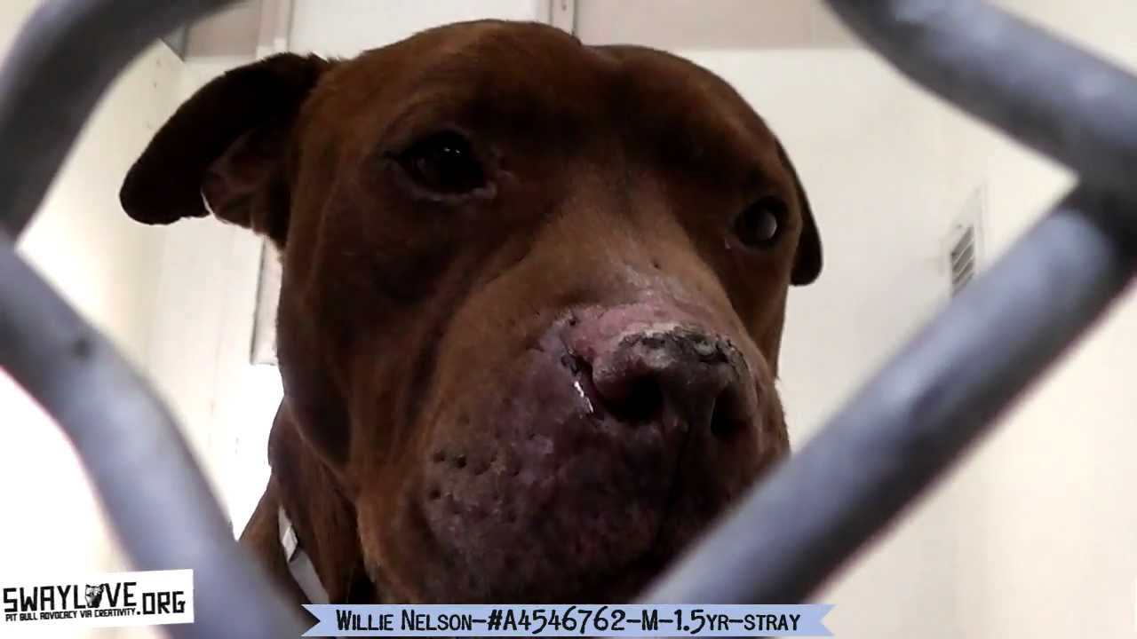 Pit Bull/mix singing sad shelter songs - YouTube