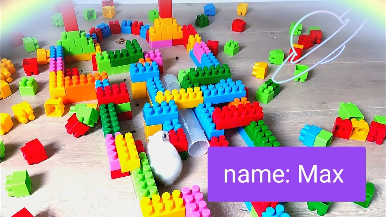 Cool hamster maze!😁🐹 - YouTube