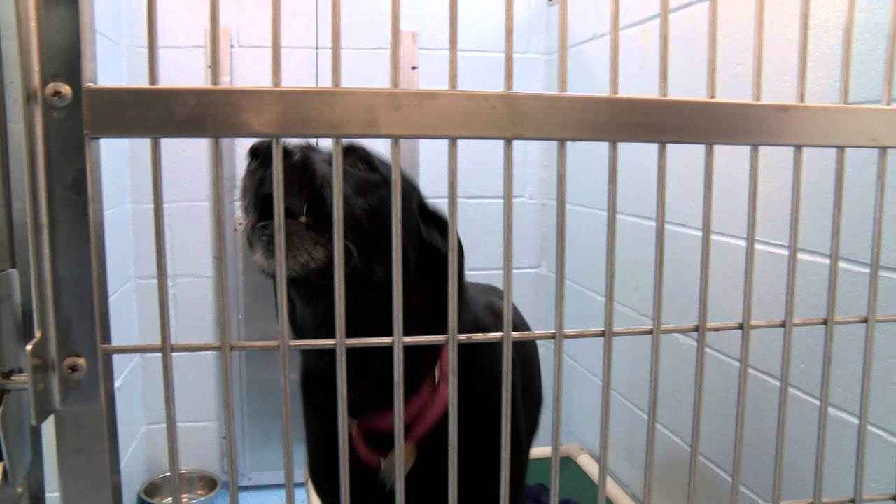 Springfield Humane Society: Maddie's Free Pet Adoptions - YouTube