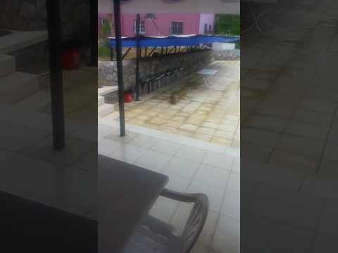 Iki sevgili askini tazeliyor :)