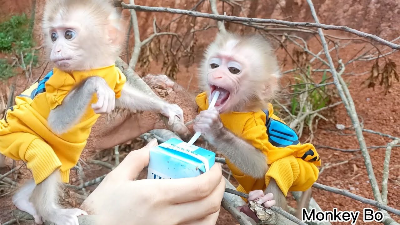 Baby monkey playing with family in the yard - YouTube