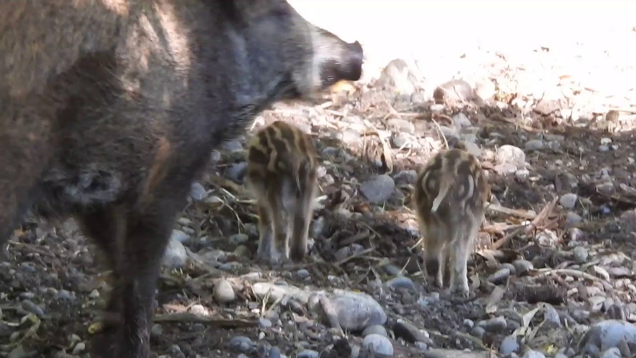 イノシシ親子 可愛いウリ坊 Wild boar with Boarlets 2016 0907 - YouTube